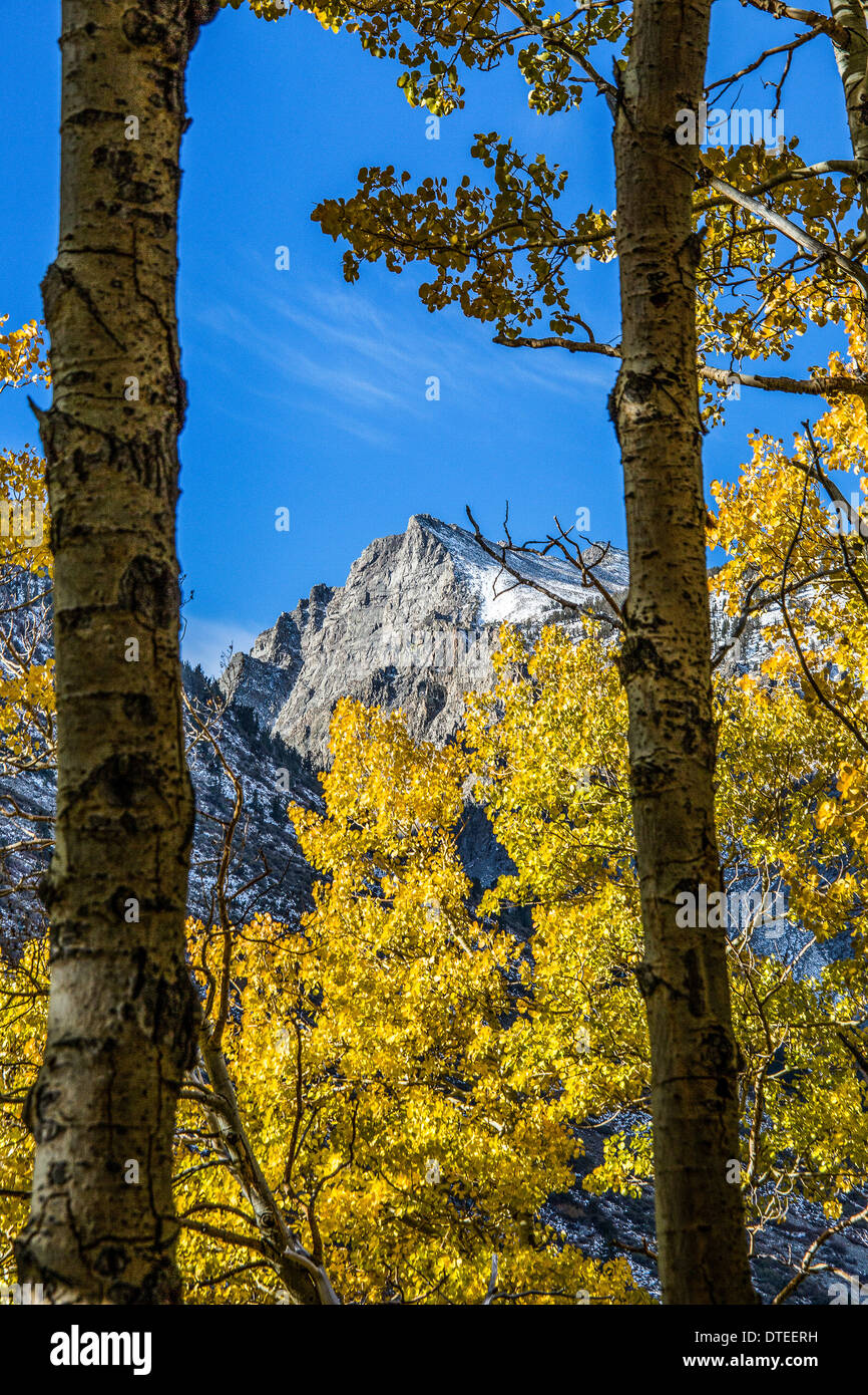 Sierra Nevada Mountain peak through theaspen and pine trees Stock Photo ...
