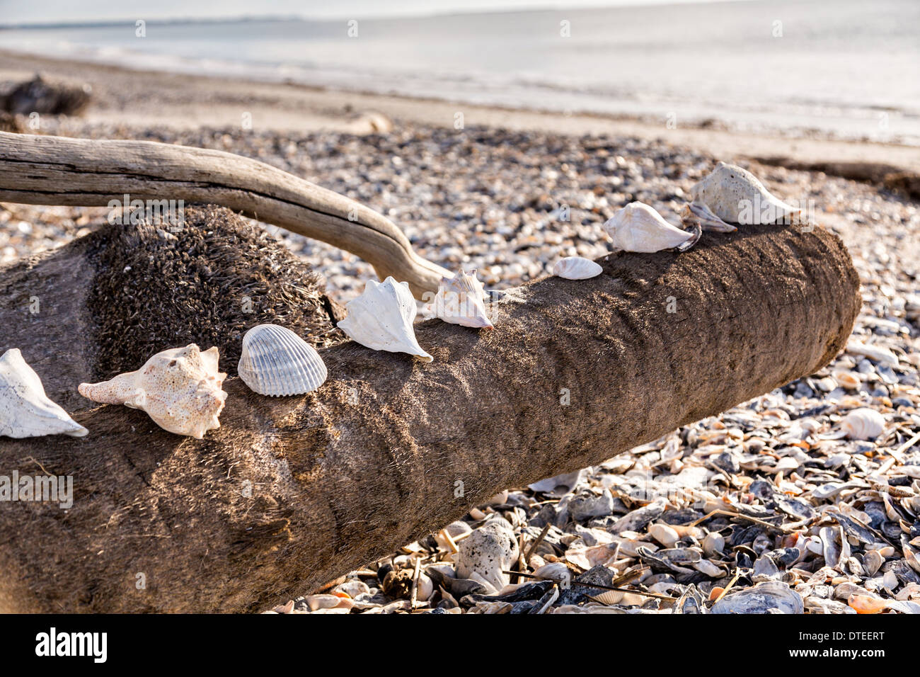 Sea shells along Boneyard Beach at Botany Bay Plantation February 16 ...