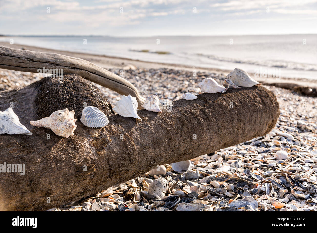 Sea shells along Boneyard Beach at Botany Bay Plantation February 16 ...