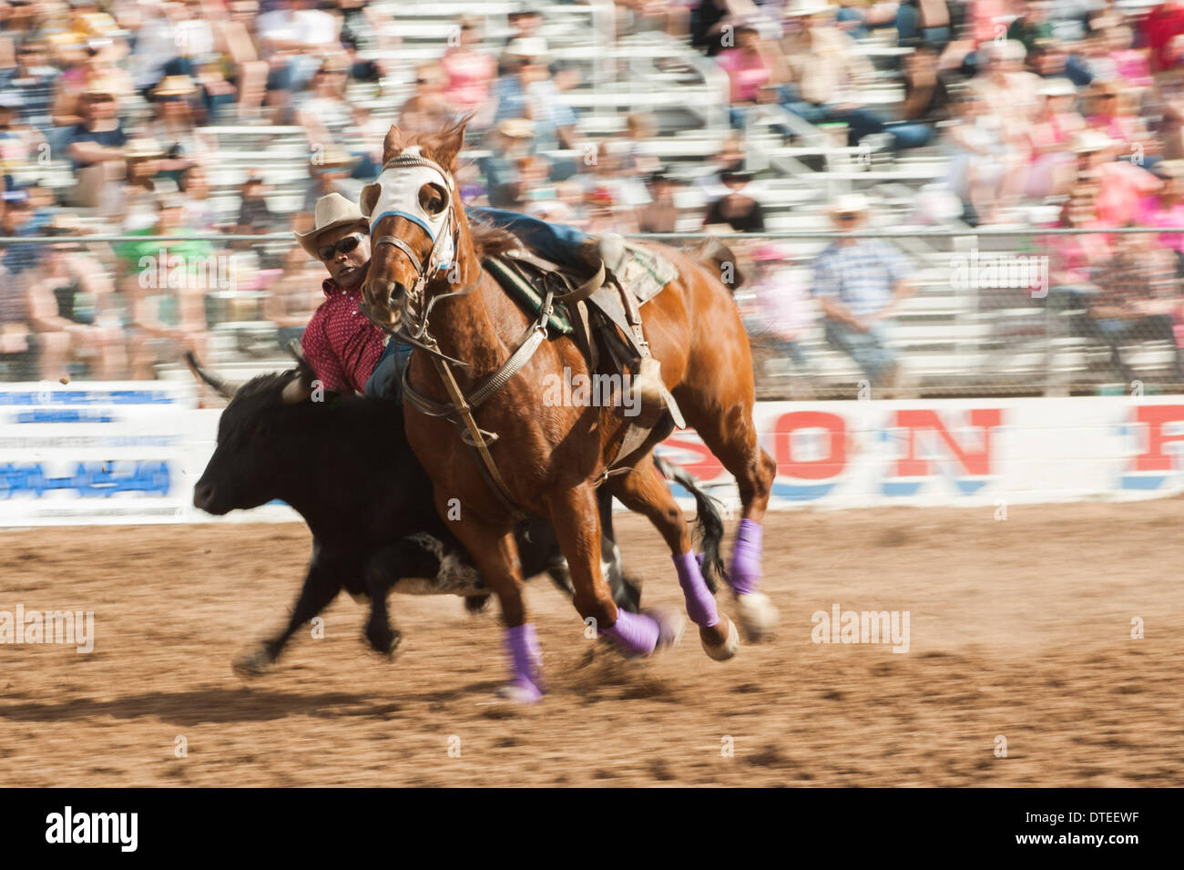 Tucson, Arizona, USA. 16th Feb, 2014. TOMMY COOK wrestles a steer ...