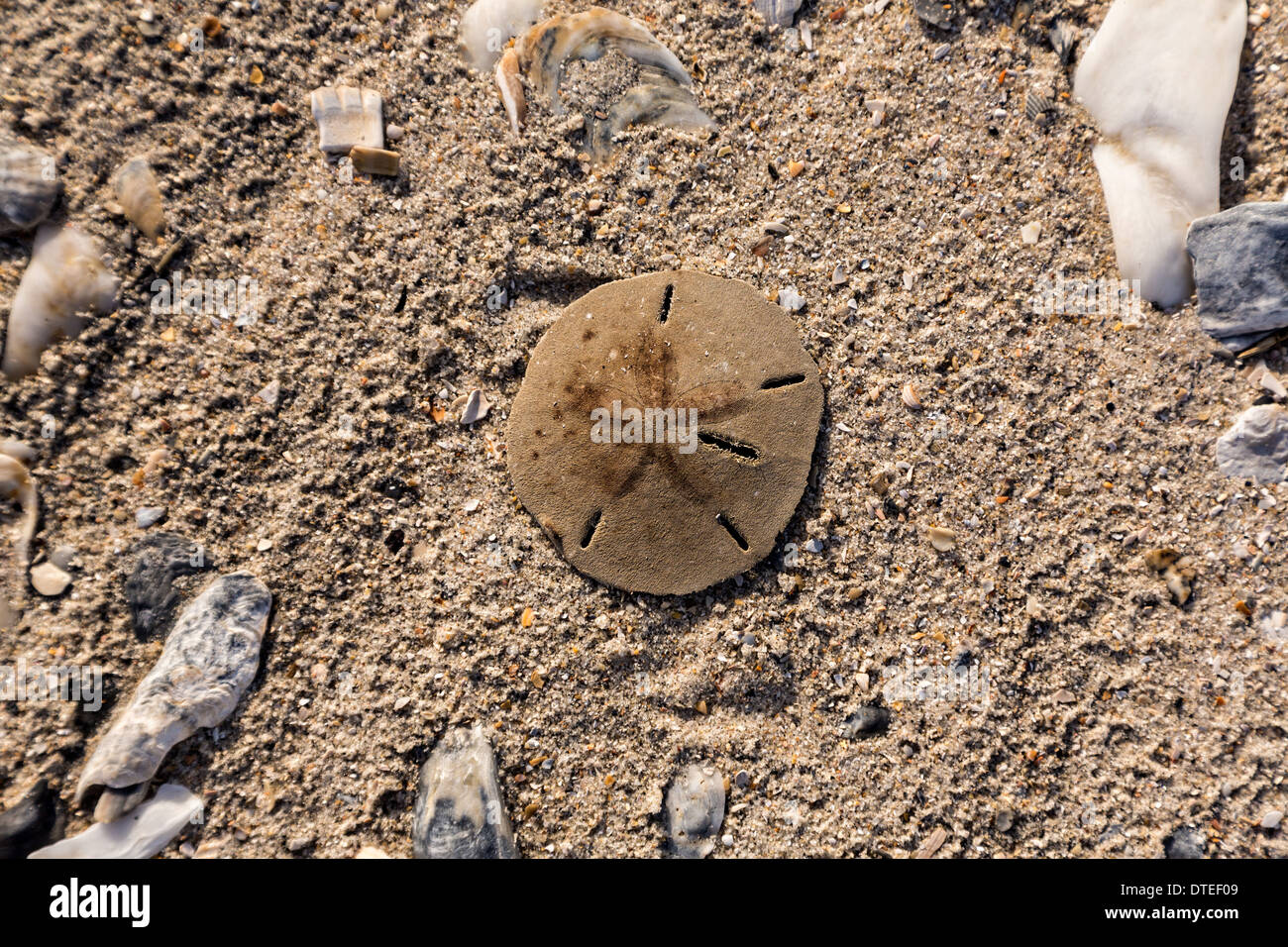 Sea shells and a sand dollar along Boneyard Beach at Botany Bay ...