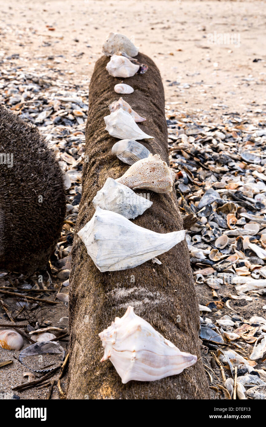 Sea shells along Boneyard Beach at Botany Bay Plantation February 16 ...