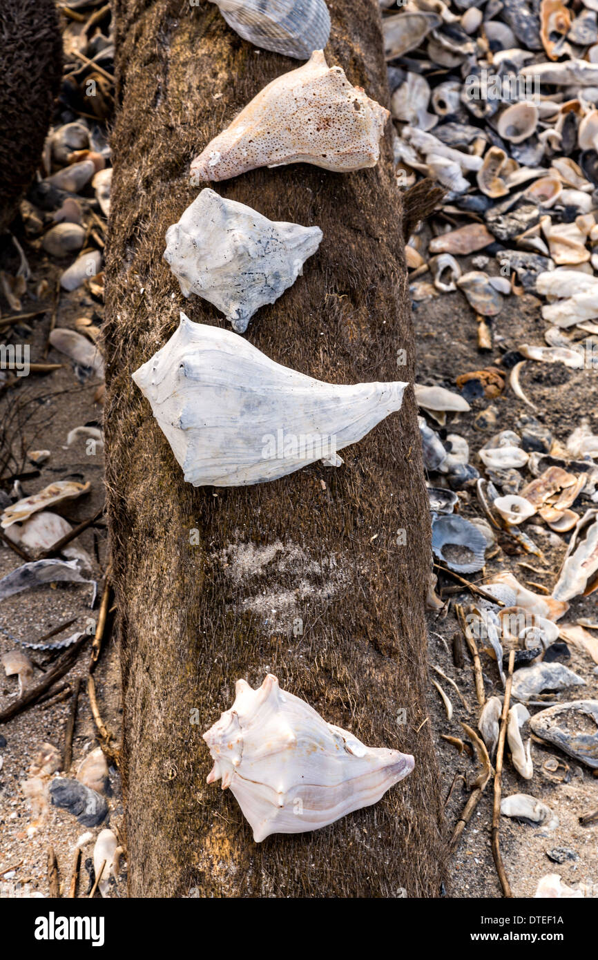 000 shells hi-res stock photography and images - Alamy