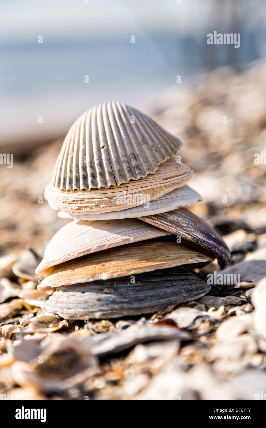 000 shells hi-res stock photography and images - Alamy
