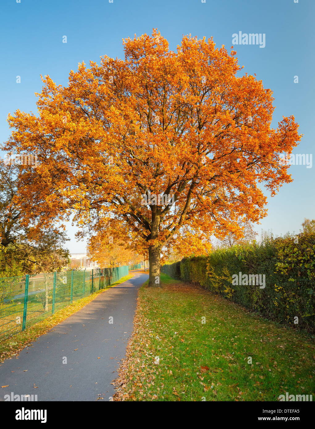 Red autumn oak tree Stock Photo - Alamy