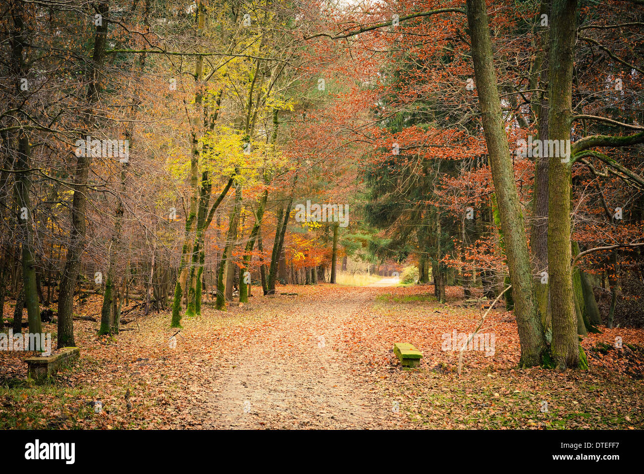 Park pathway hi-res stock photography and images - Alamy