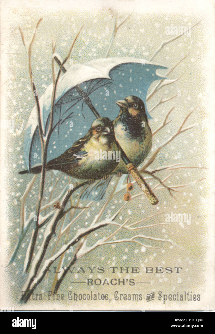 Snow birds miami hi-res stock photography and images - Alamy