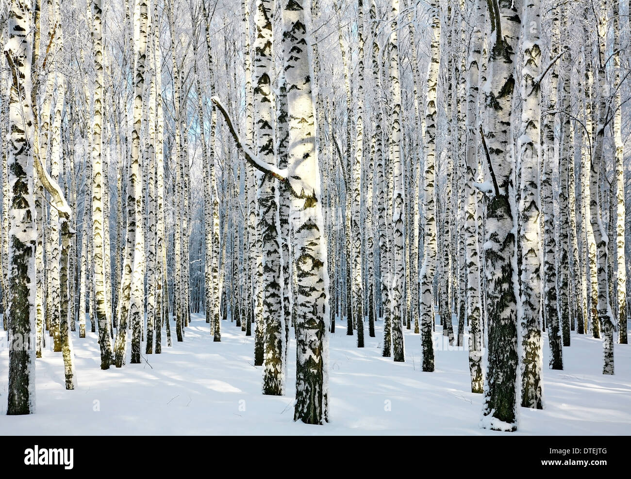 Sunny grove hi-res stock photography and images - Alamy