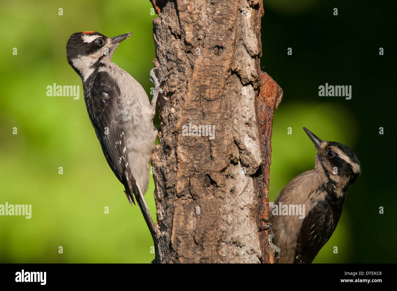 Juvenile Hairy Woodpecker High Resolution Stock Photography and Images ...
