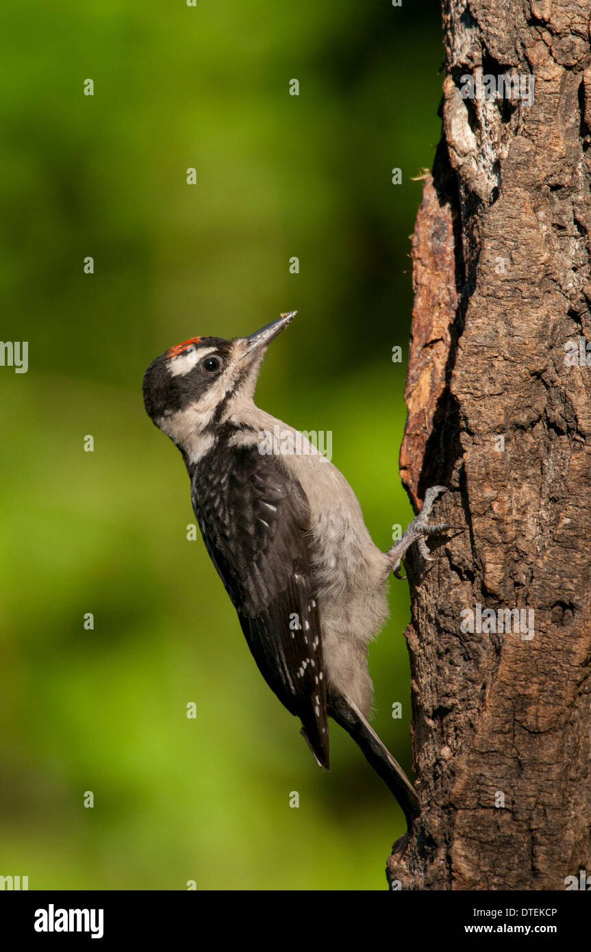 Juvenile Hairy Woodpecker High Resolution Stock Photography and Images ...