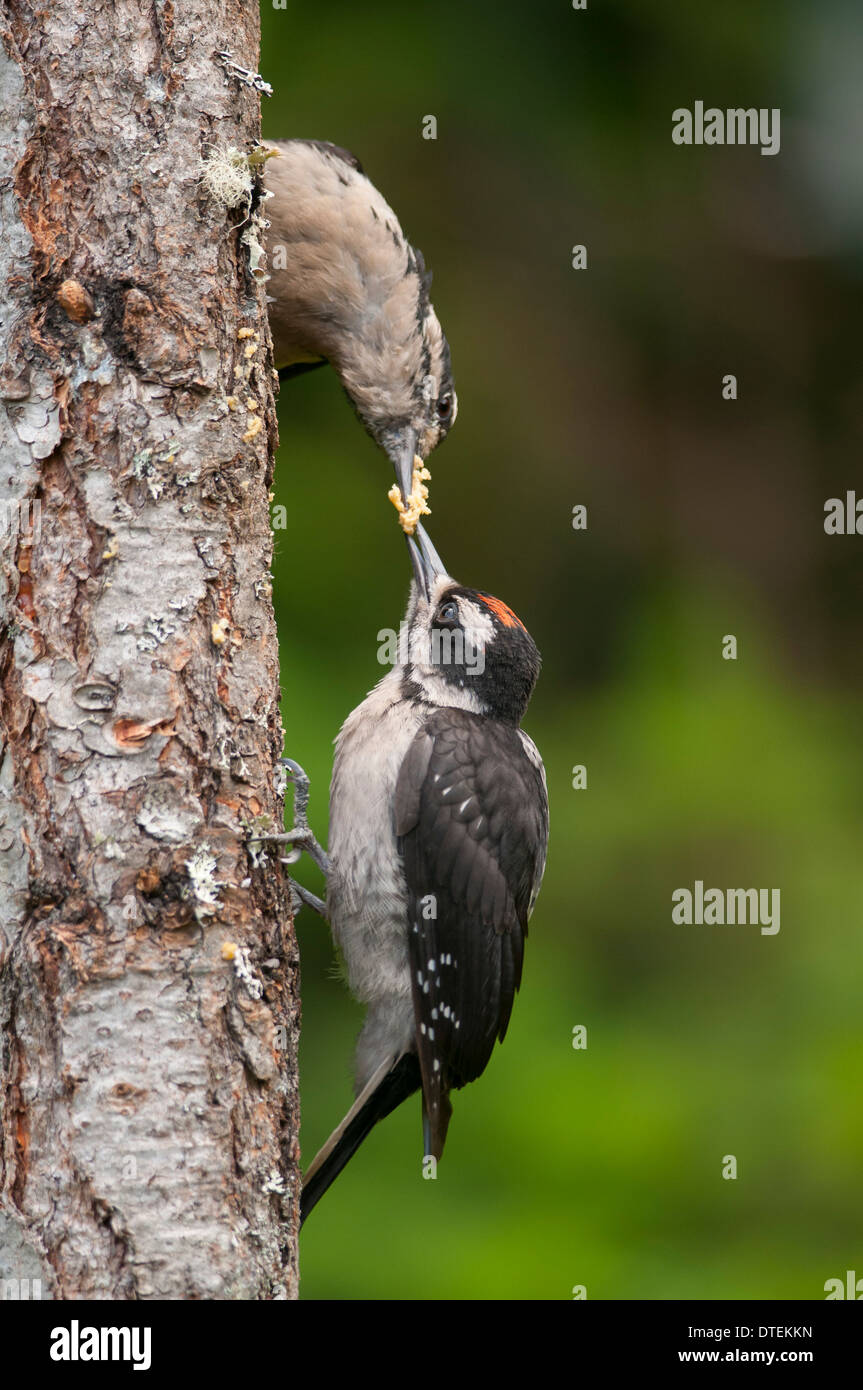 Juvenile Hairy Woodpecker High Resolution Stock Photography and Images ...