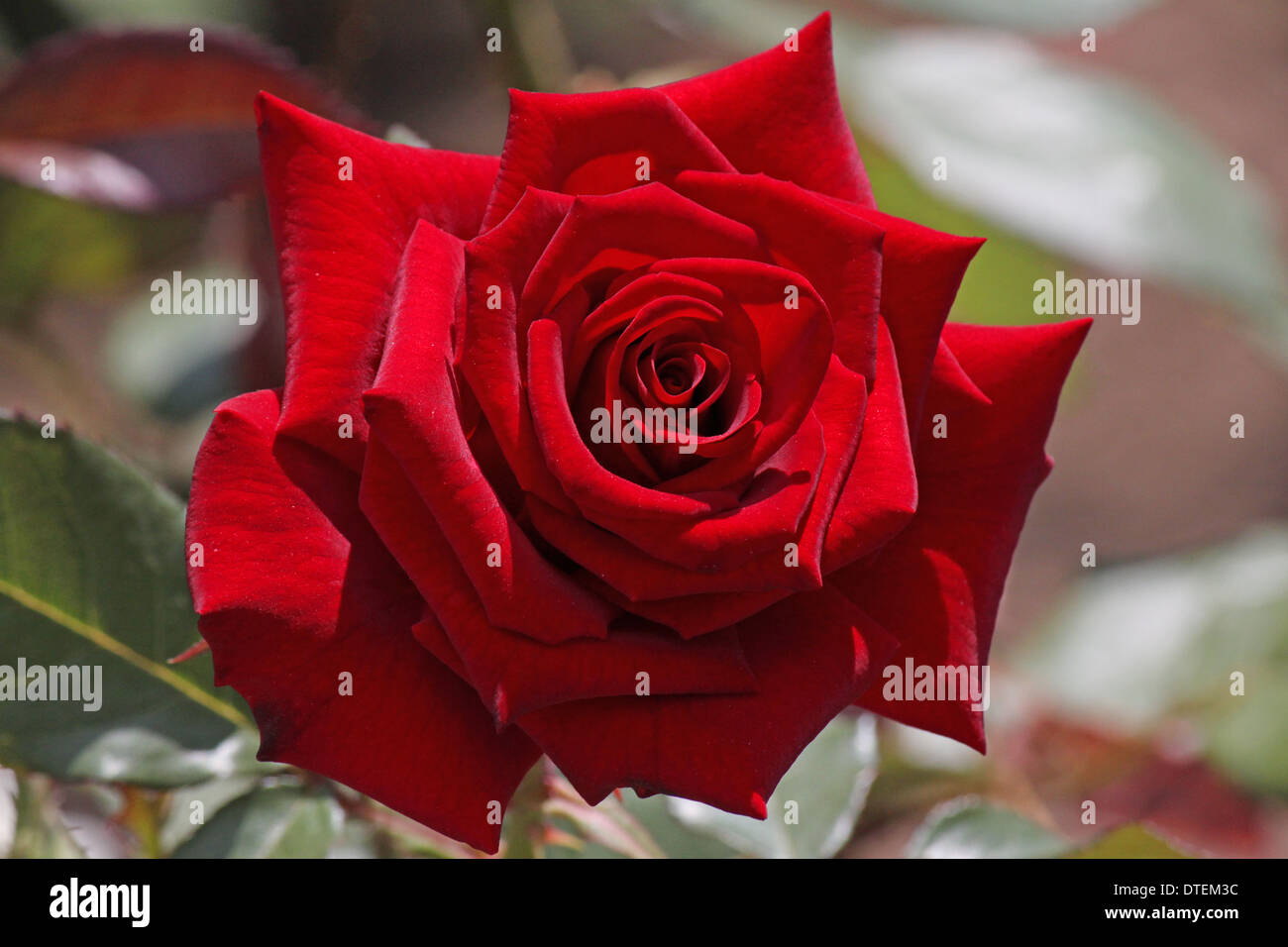 Lower rose hi-res stock photography and images - Alamy