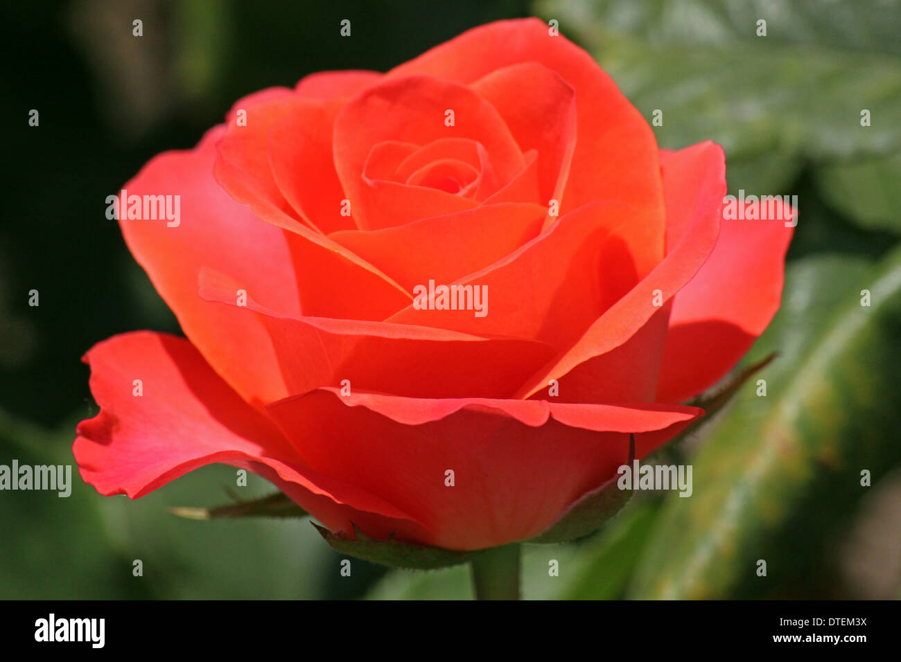 close up of red rose Stock Photo - Alamy