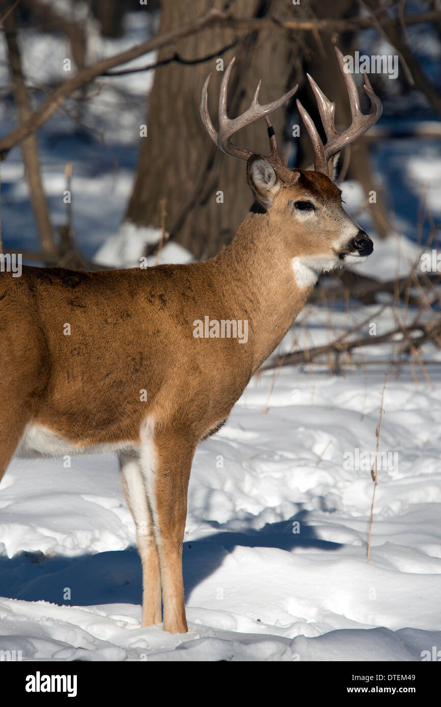 Whitetail Buck in the winter Stock Photo - Alamy