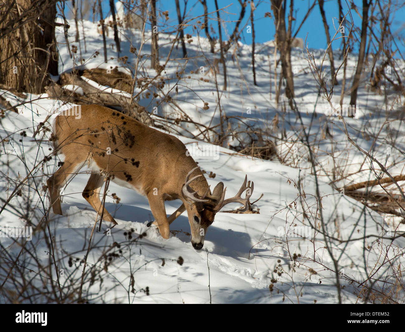 Whitetail deer mature buck in hi-res stock photography and images - Alamy