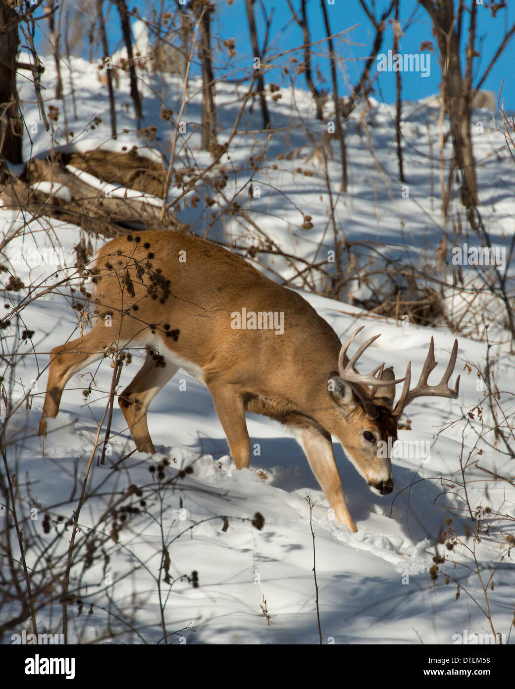 Whitetail Buck in the winter Stock Photo - Alamy