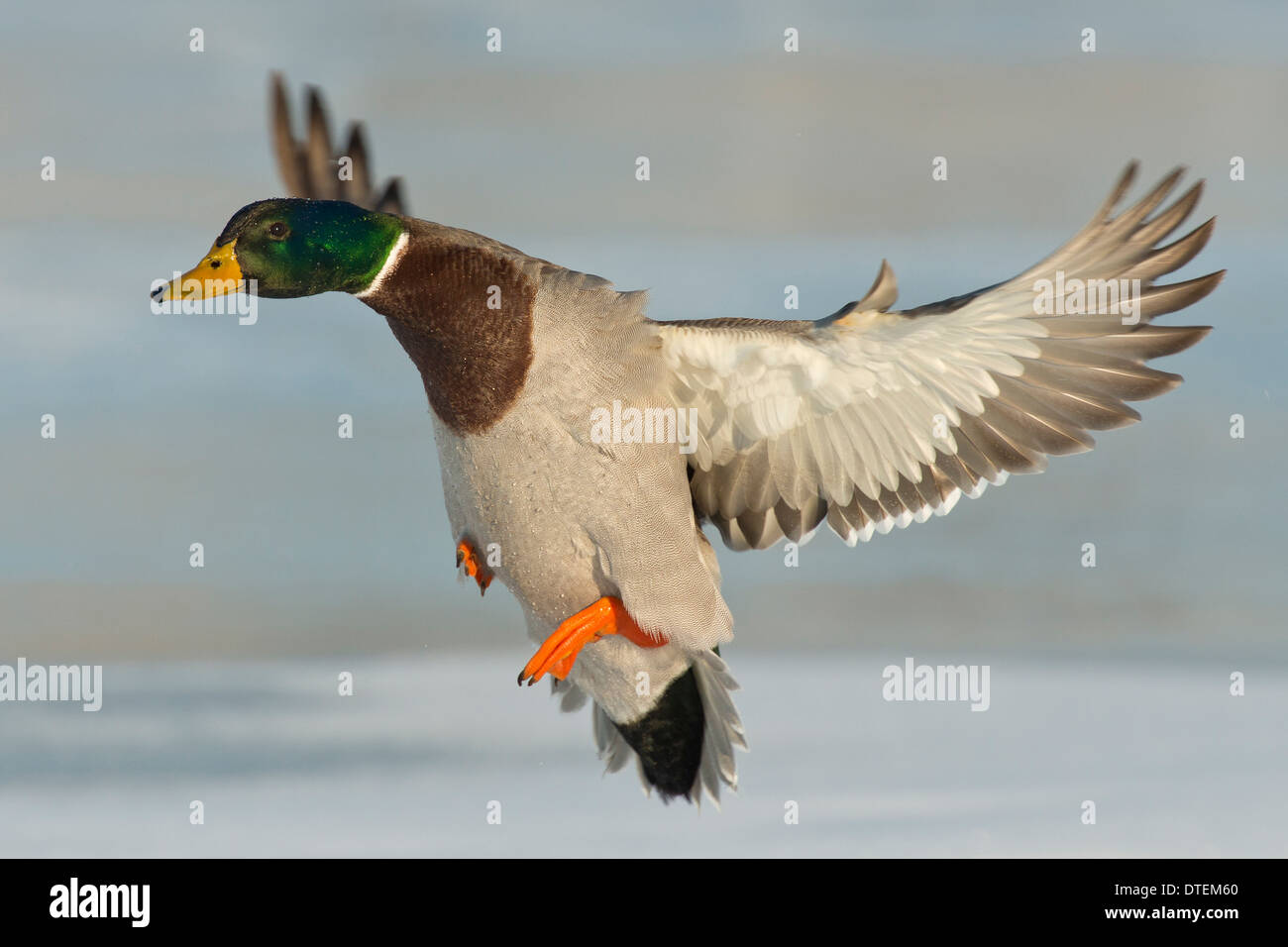 Mallard duck in flight hi-res stock photography and images - Alamy