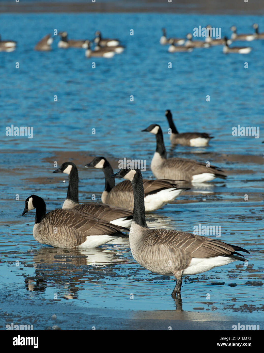 Winter flock of canada geese hi-res stock photography and images - Alamy