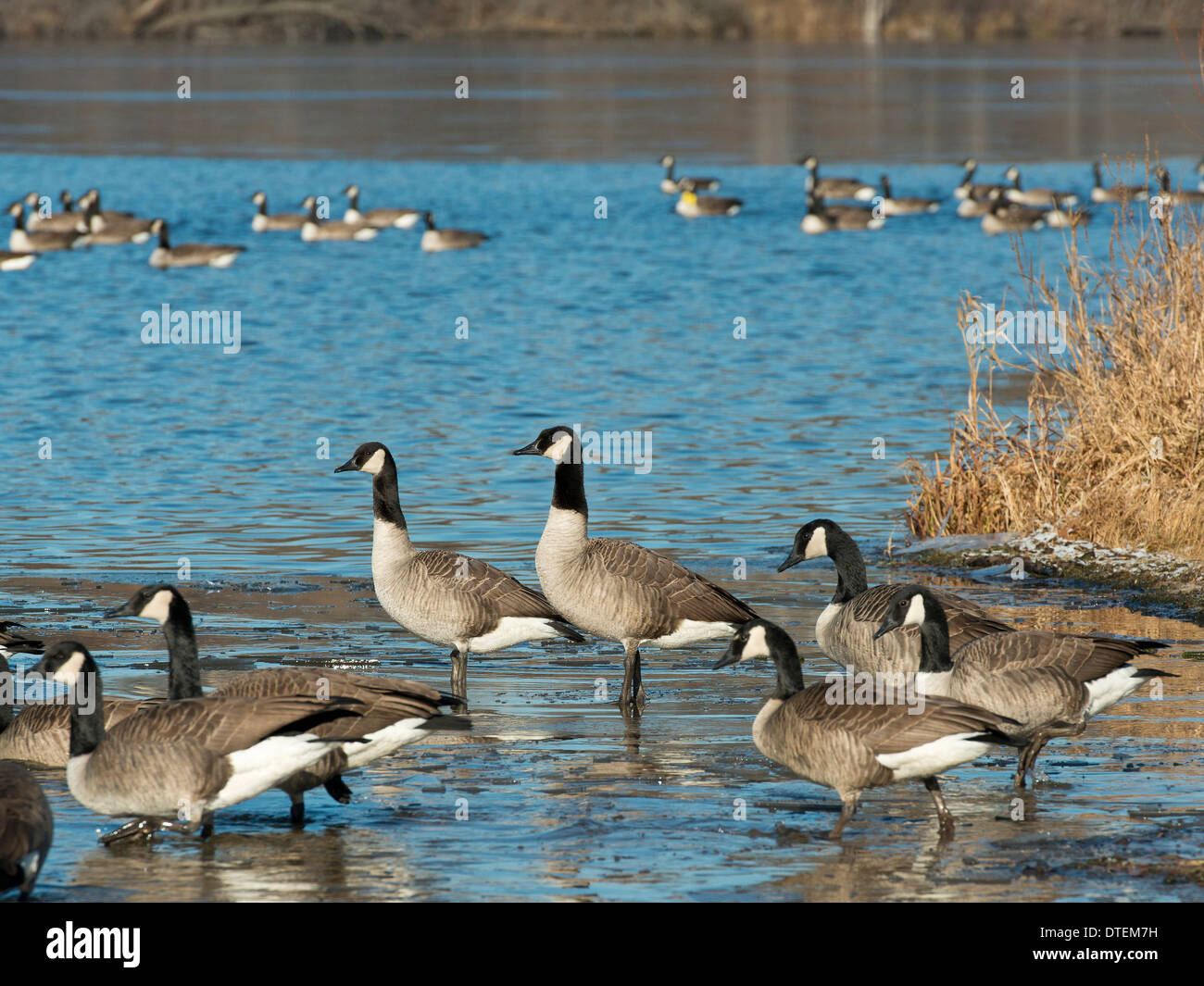 Wild canada geese hi-res stock photography and images - Alamy