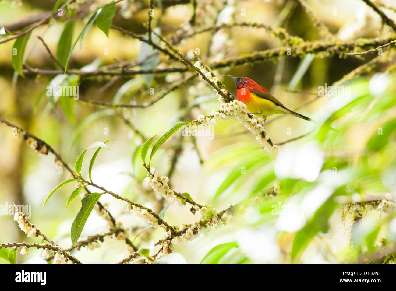 Mrs Gould s Sunbird, Mrs Gould s Sunbird catching branch in nature ...