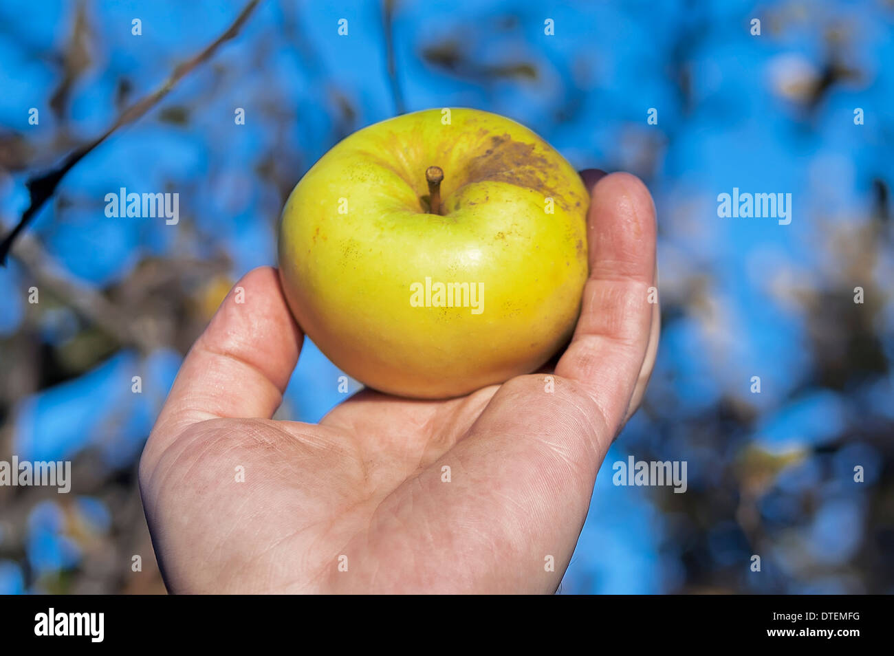 Man hold apple hi-res stock photography and images - Alamy