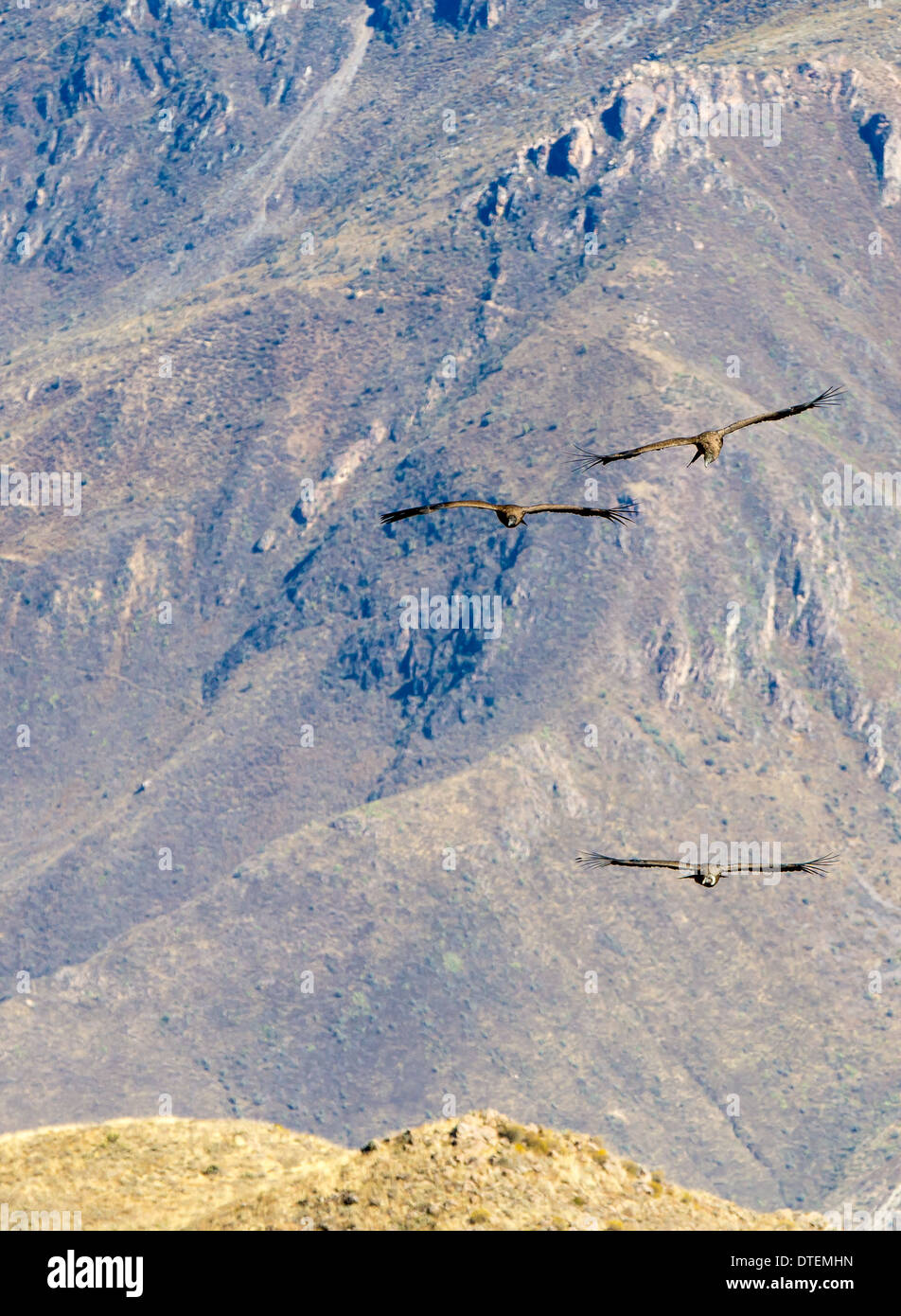 Flying condor over Colca canyon,Peru,South America This is a condor the ...
