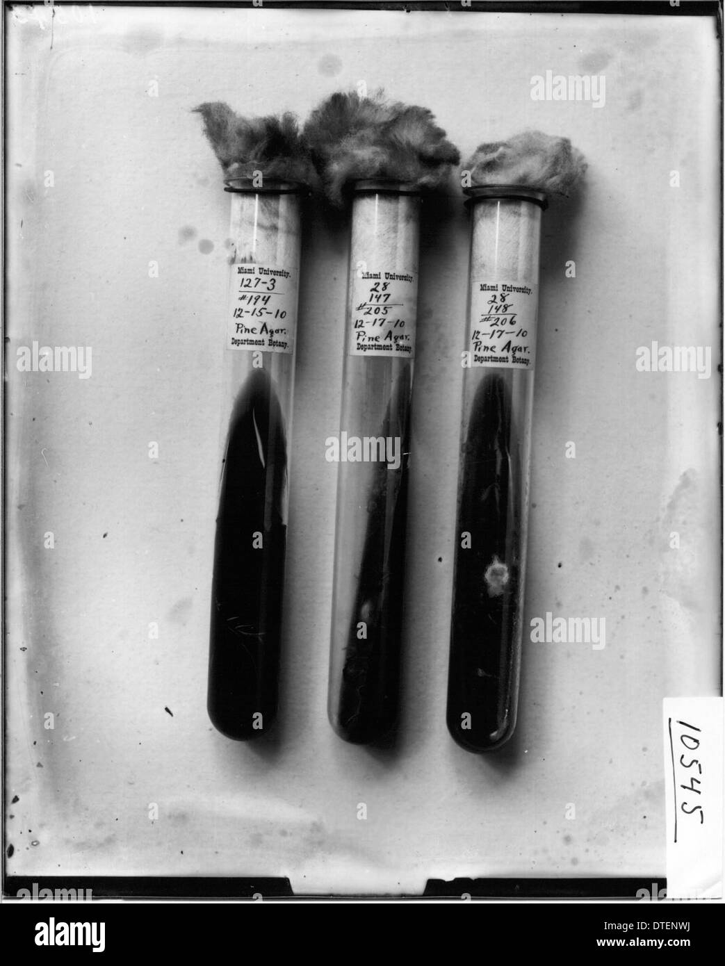 A photograph from 1911 showing test tubes, likely used in science ...