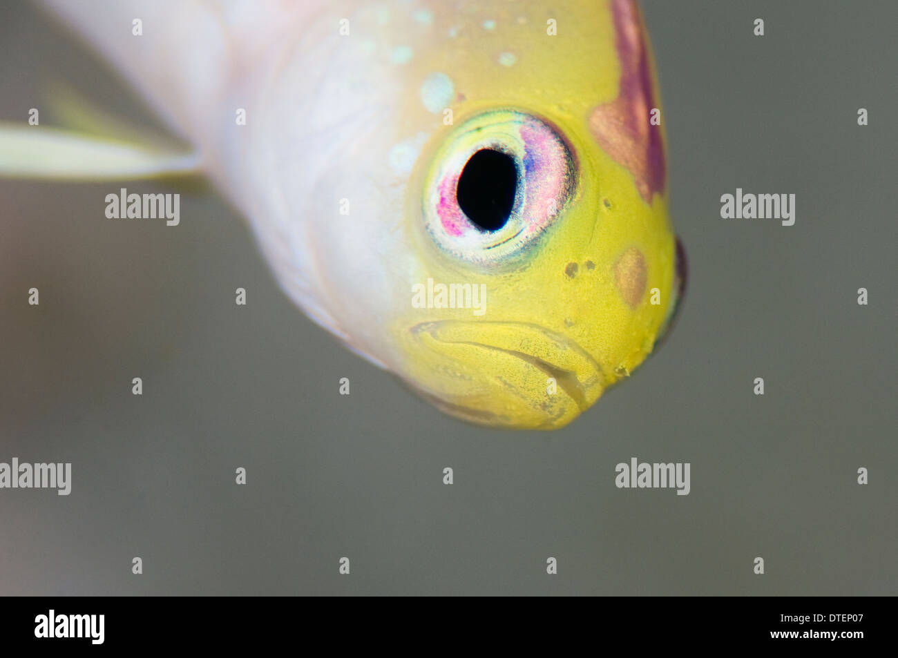 Fire Goby, Nemateleotris magnifica, The Maldives Stock Photo - Alamy