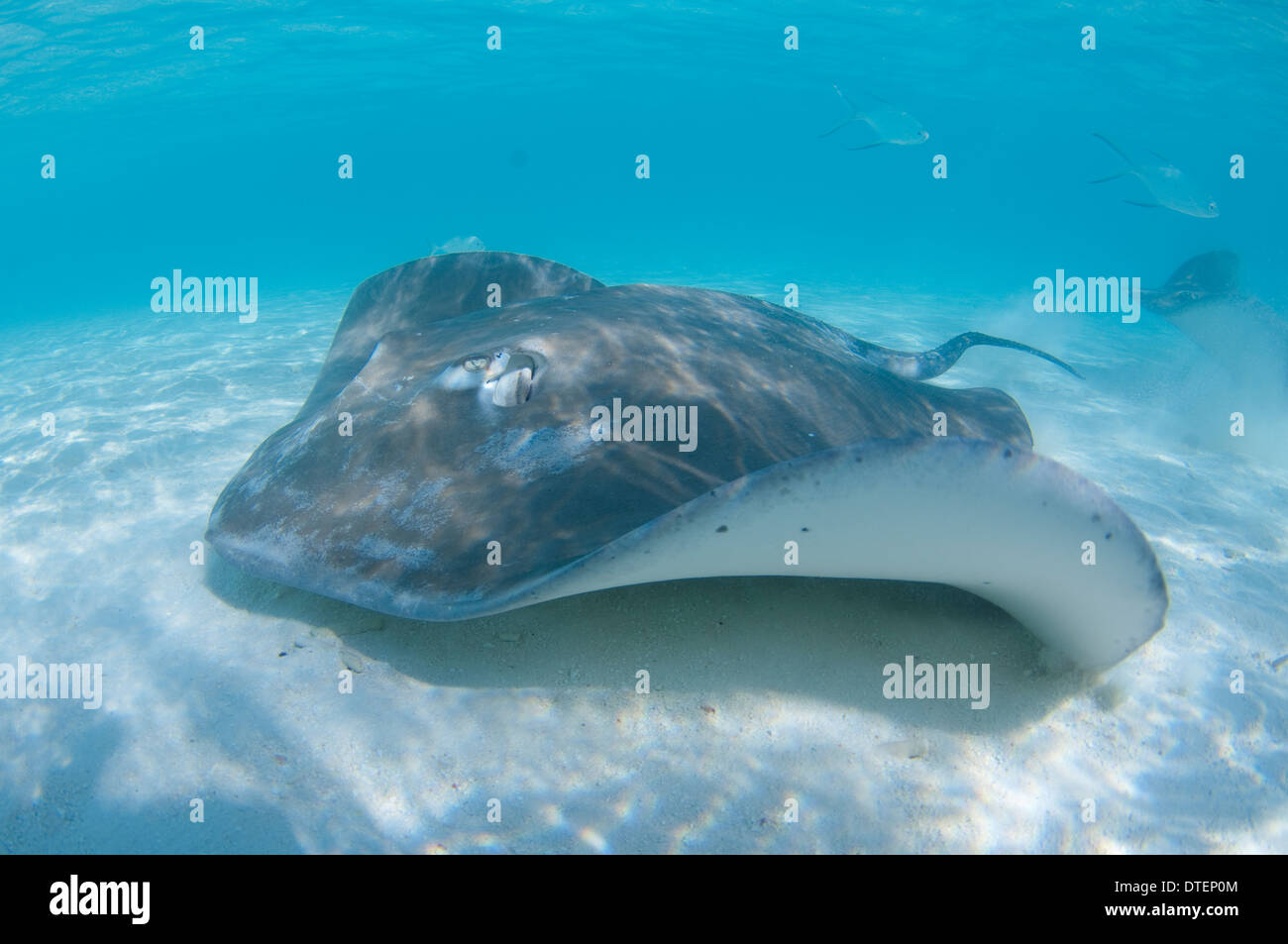 Whip tail stingray hi-res stock photography and images - Alamy