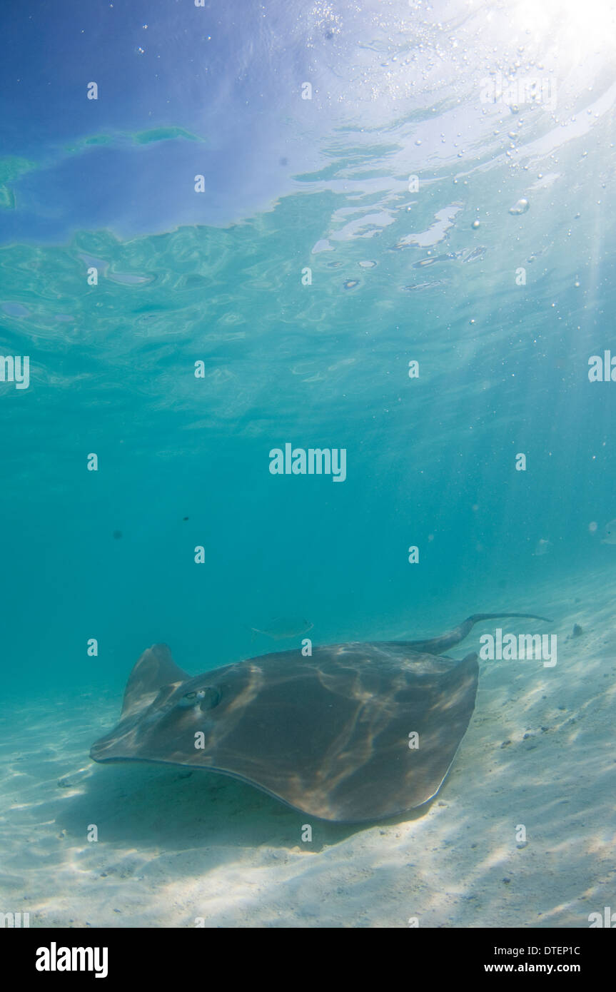 Pink Whipray, Himantura fai, Banyan Tree, Vabbinfaru, North Male Atoll ...