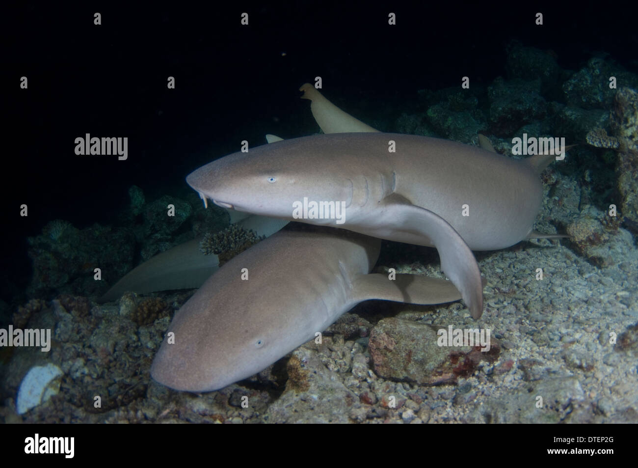 Tawny nurse shark hi-res stock photography and images - Alamy