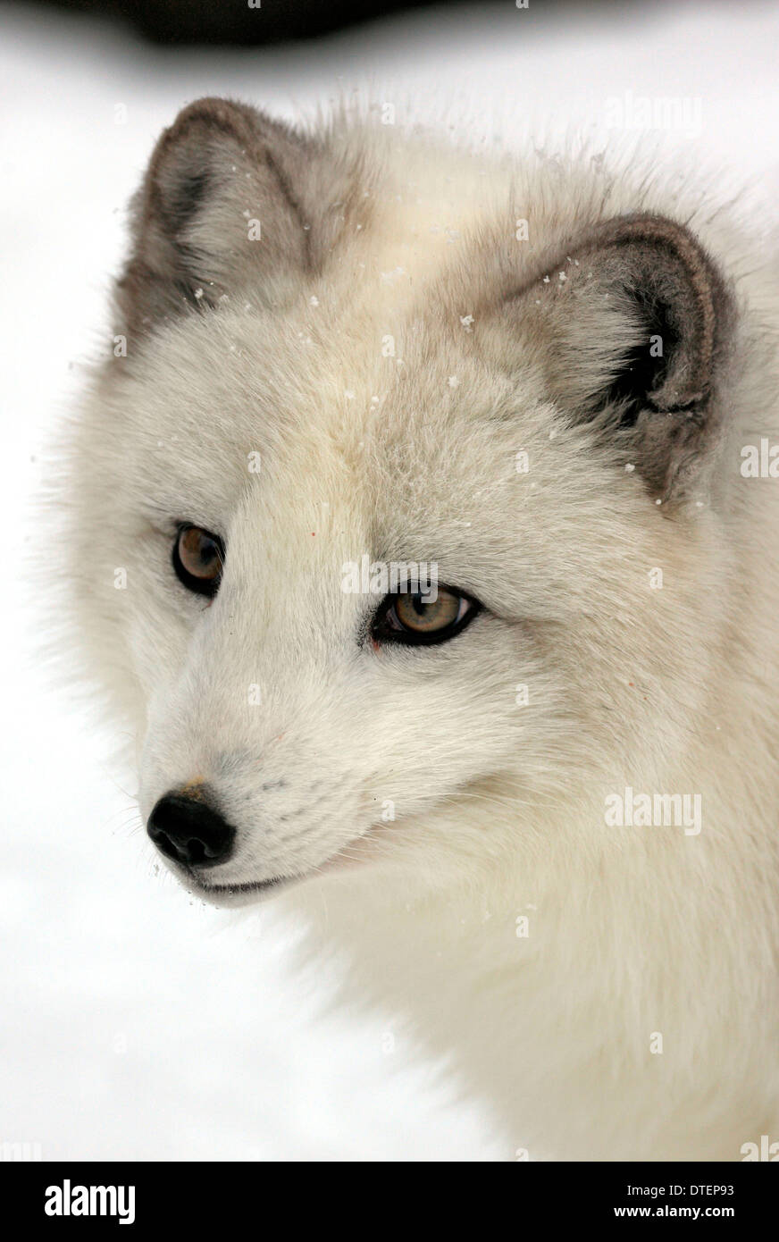 Arctic Fox / (Vulpes lagopus, Alopex lagopus Stock Photo - Alamy