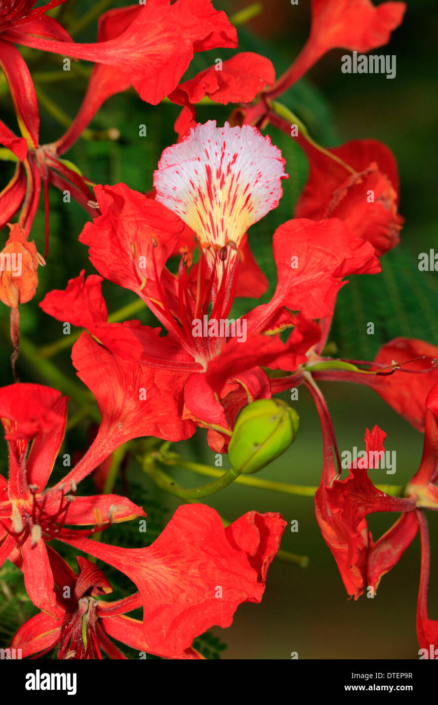 Royal Poinciana, Mkuze Park, South Africa / (Delonix regia, Poinciana ...