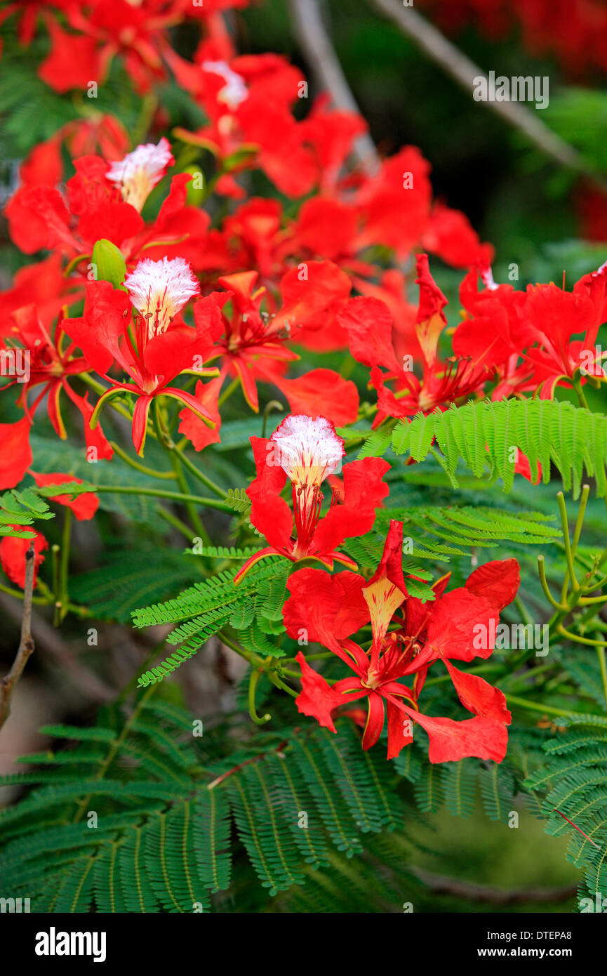 Royal Poinciana, Mkuze Park, South Africa / (Delonix regia, Poinciana ...