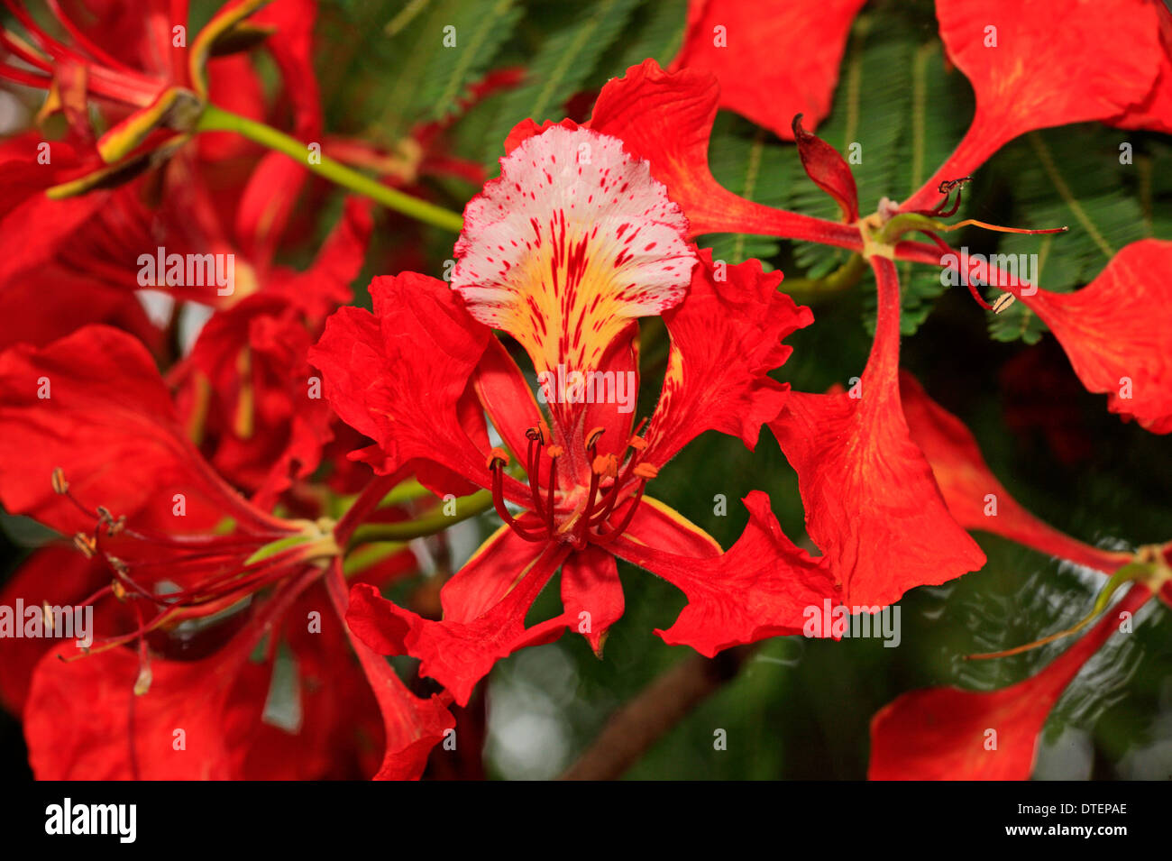 Royal Poinciana, Mkuze Park, South Africa / (Delonix regia, Poinciana ...