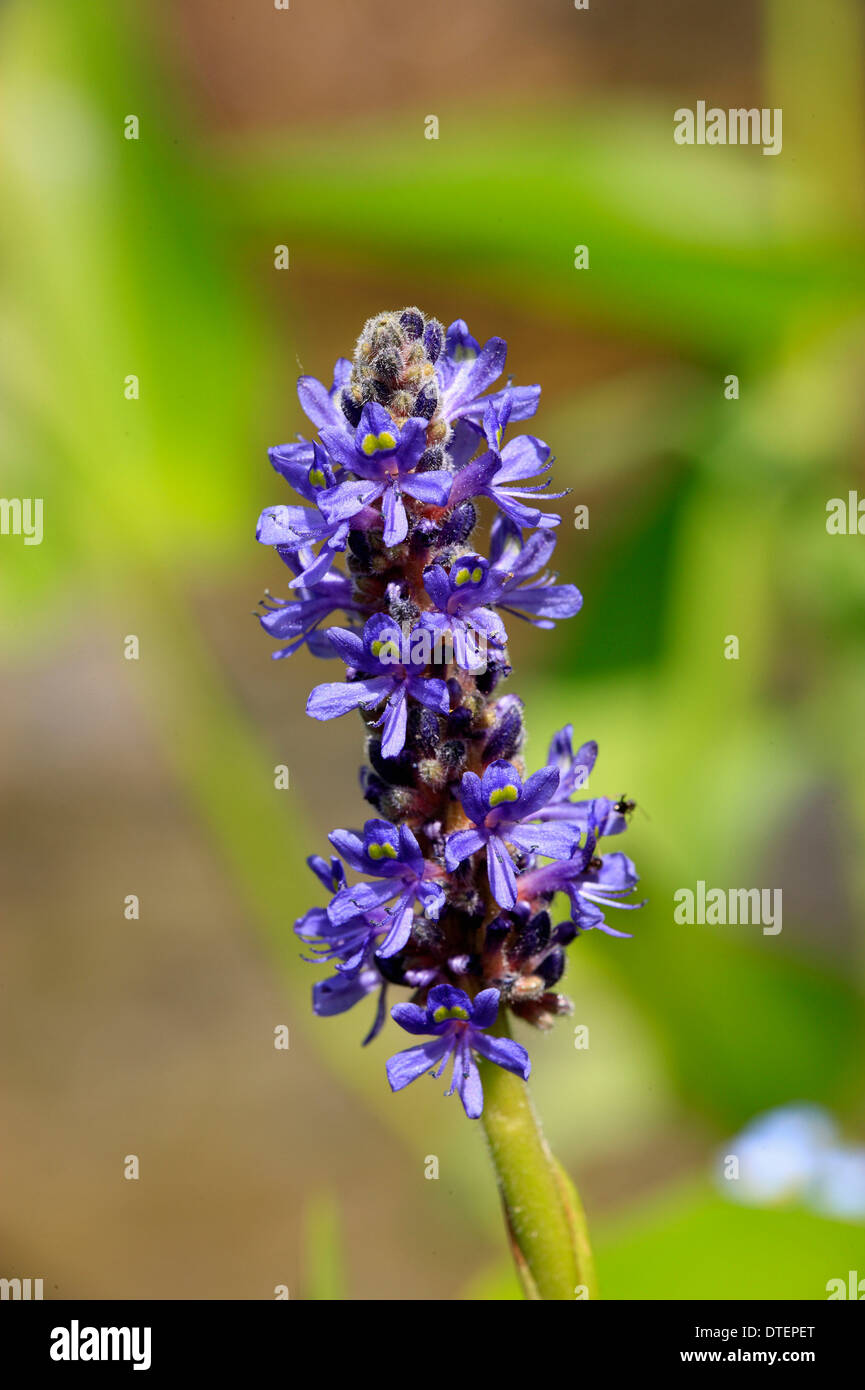 Weed hi-res stock photography and images - Alamy