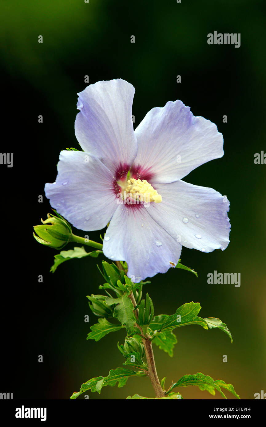 Rose-of-Sharon / (Hibiscus syriacus Stock Photo - Alamy