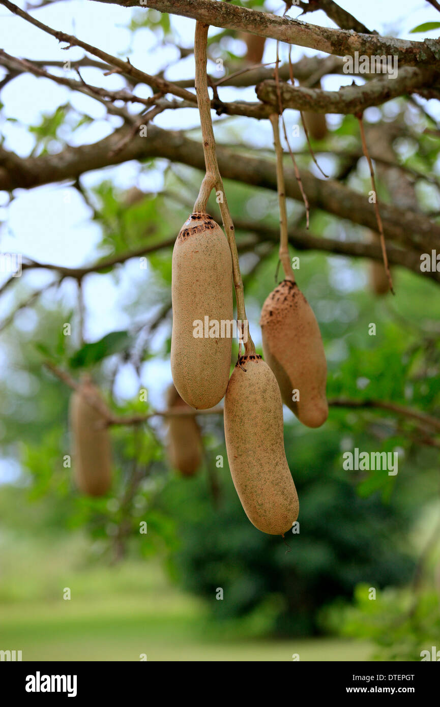 Kigelia africana hi-res stock photography and images - Alamy