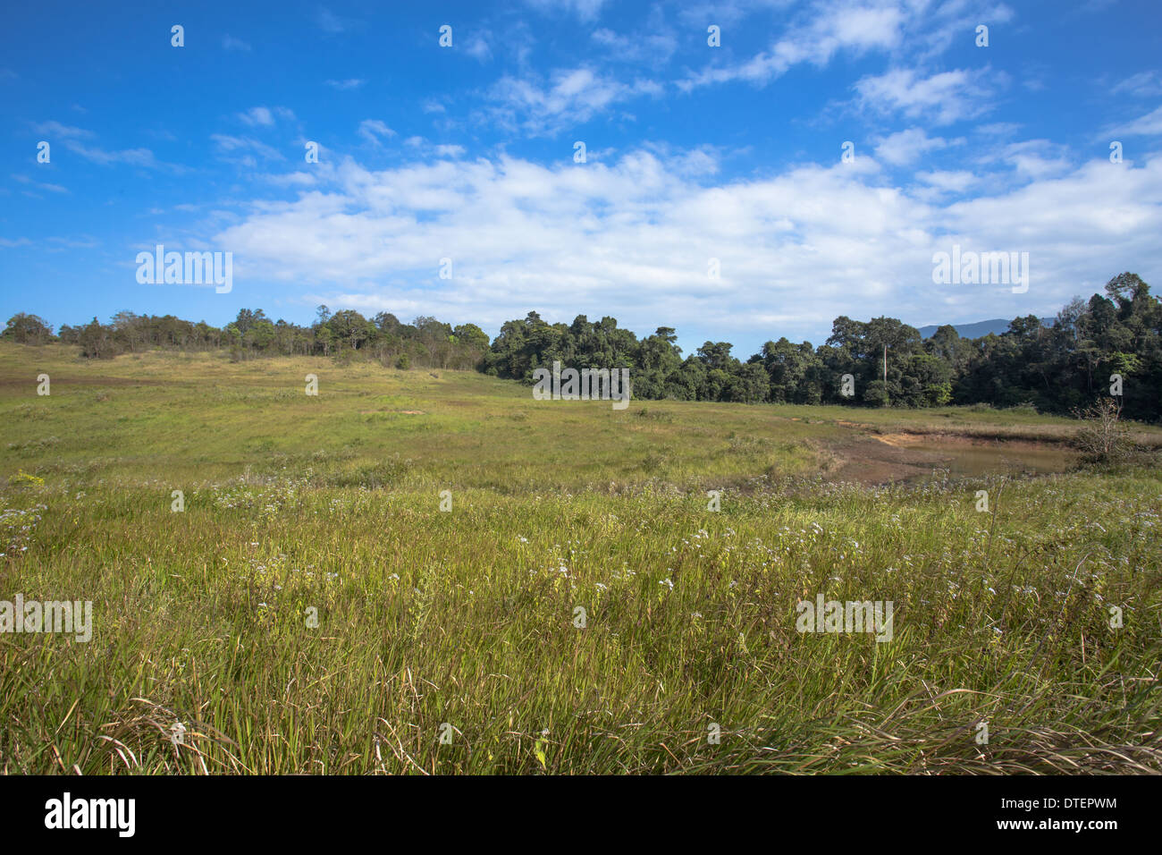 grass land, tall green grass landscape in wide field Stock Photo - Alamy