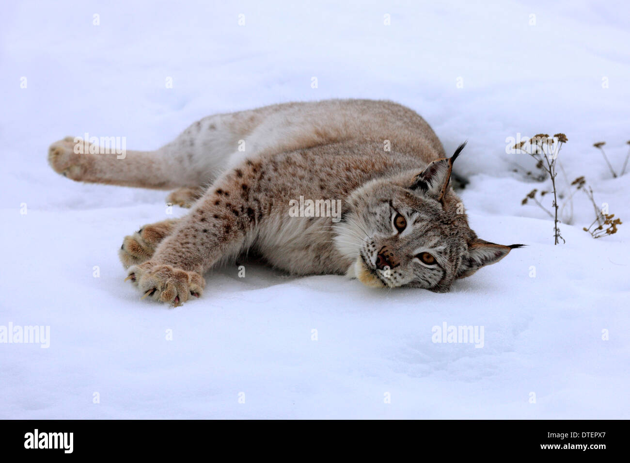 European Lynx / (Lynx lynx Stock Photo - Alamy