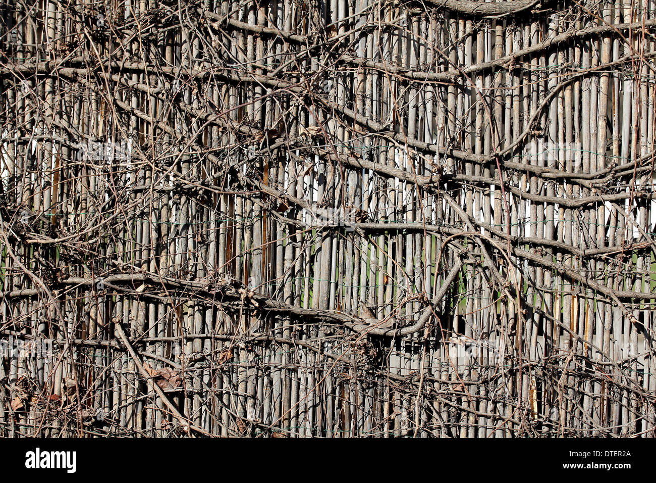 Old reed covered with creeping thing, no leaves, on a sunny winter day ...