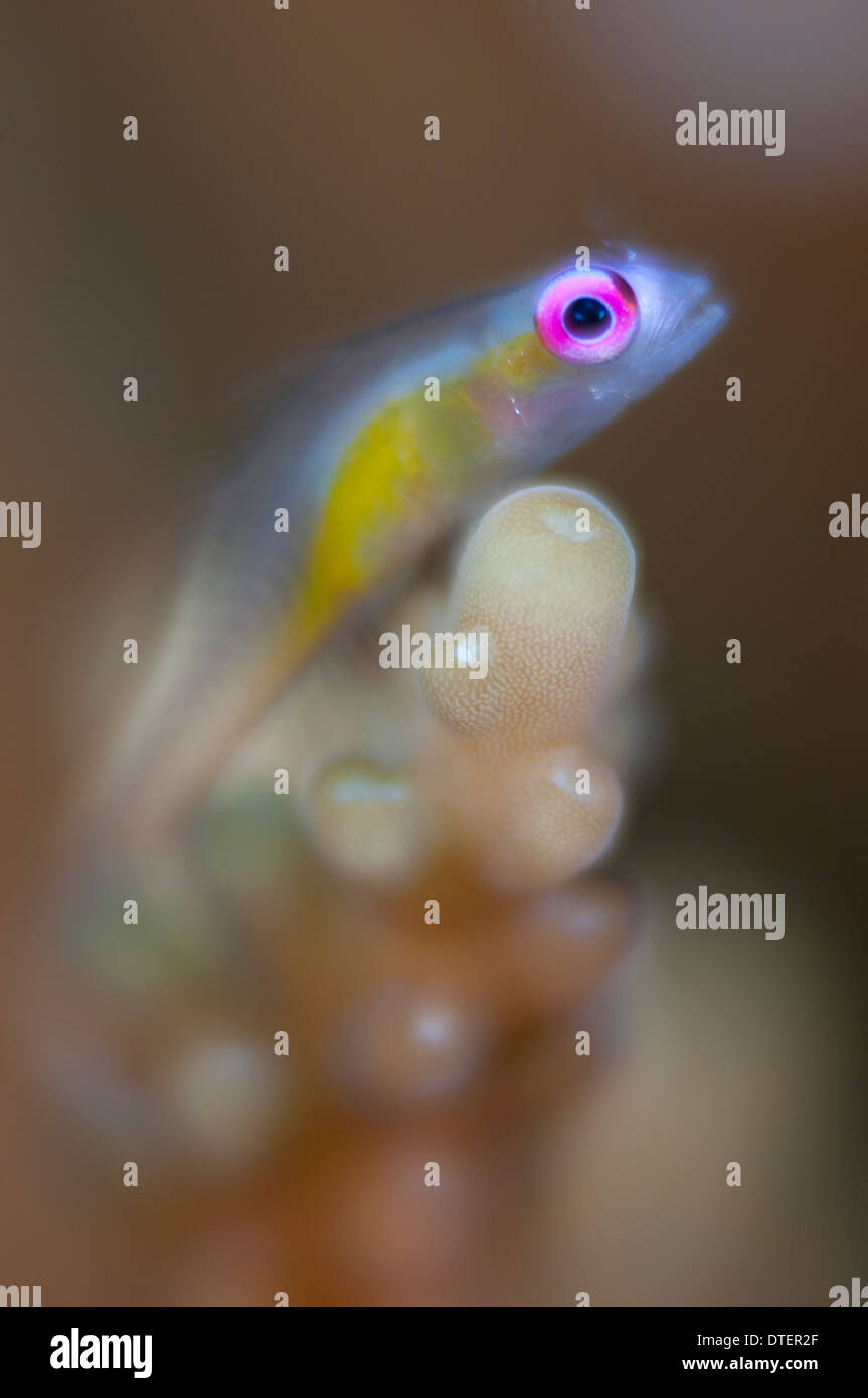 Pinkeye Goby, Bryaninops natans, The Maldives Stock Photo - Alamy