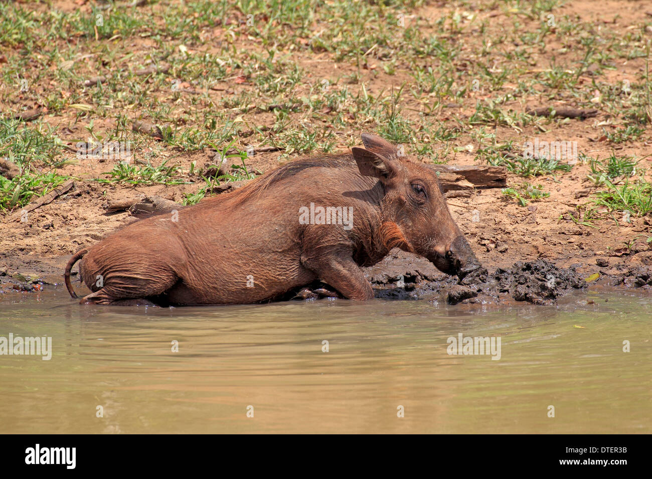 Wart Hog, Mkuze Park, South Africa / (Phacochoerus aethiopicus) / side ...