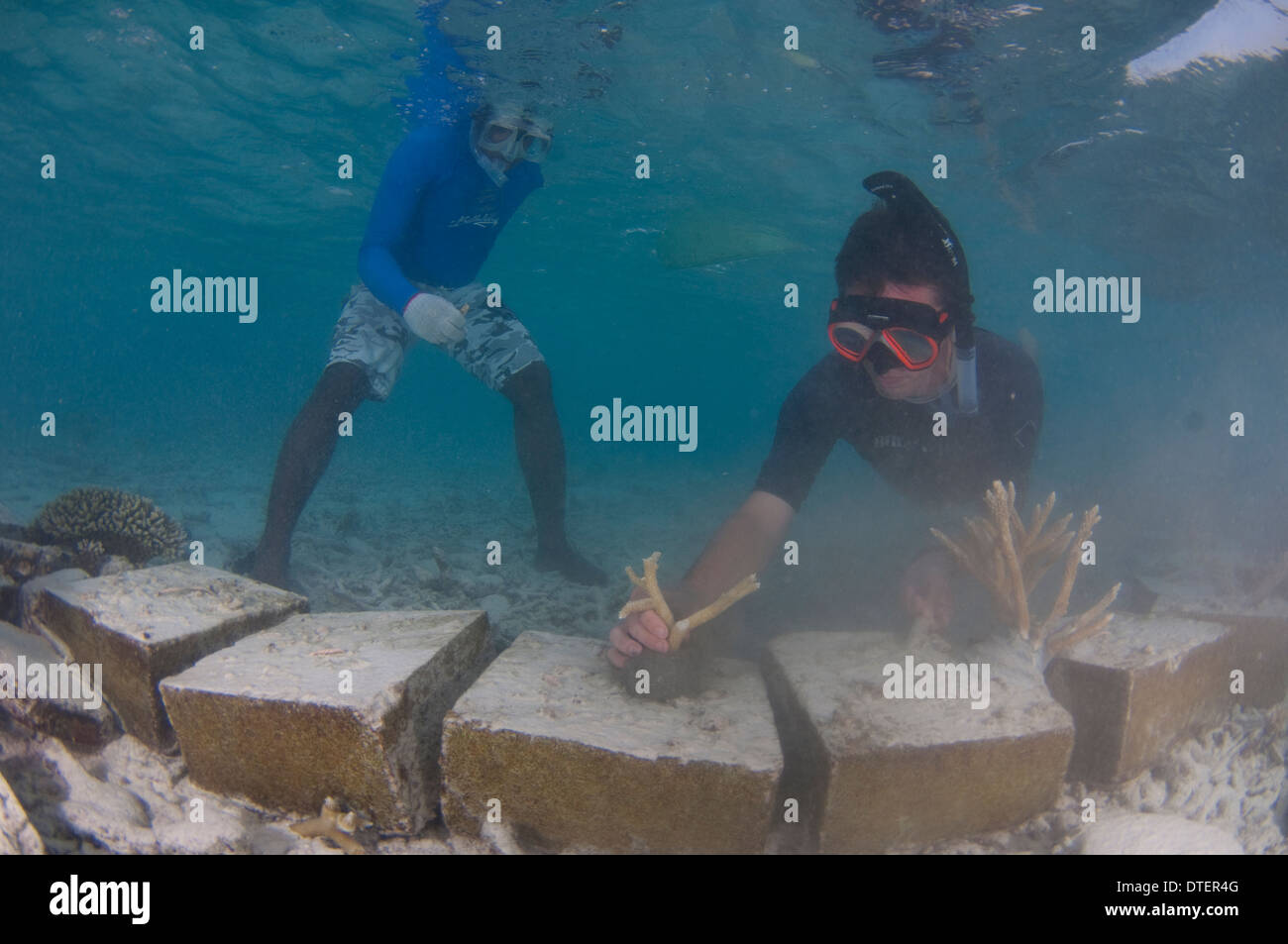 Coral blocks hi-res stock photography and images - Alamy