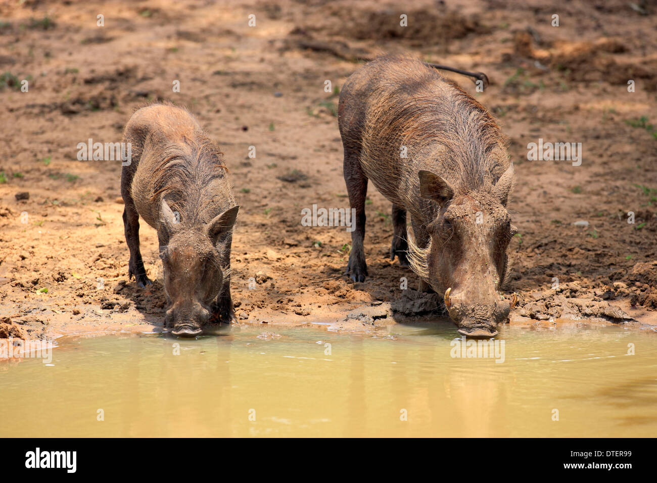 Wart Hogs, pair, Mkuze Park, South Africa / (Phacochoerus aethiopicus ...