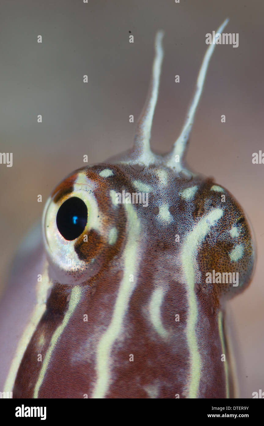 Lined combtooth blenny hi-res stock photography and images - Alamy
