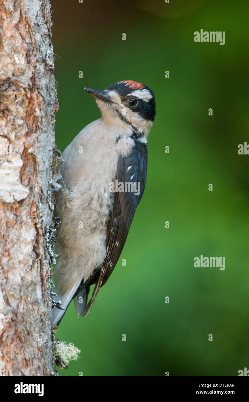 Juvenile Hairy Woodpecker High Resolution Stock Photography and Images ...