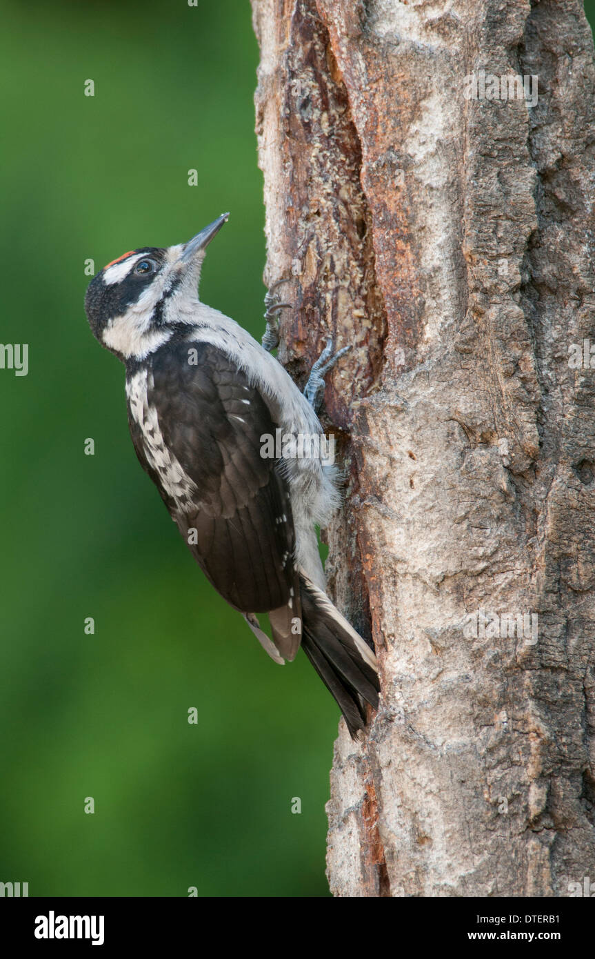 Juvenile Hairy Woodpecker High Resolution Stock Photography and Images ...