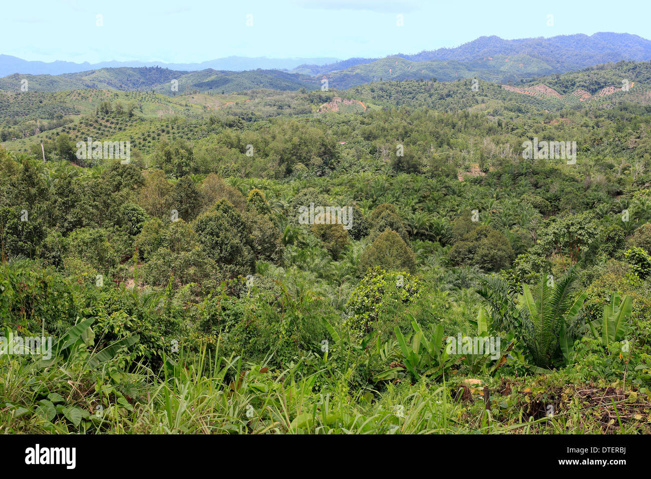 Tropical rainforest, Sabah, Borneo, Malaysia Stock Photo - Alamy