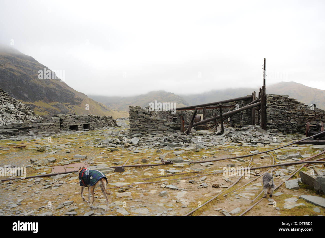 Greyhound Walking in a Derelict Building in a Disused Slate Mine on The ...